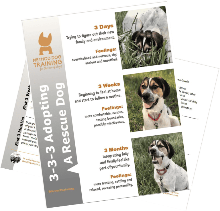 The 3-3-3 Rule of Adopting a Rescue Dog - New Hope Animal Rescue, Austin TX