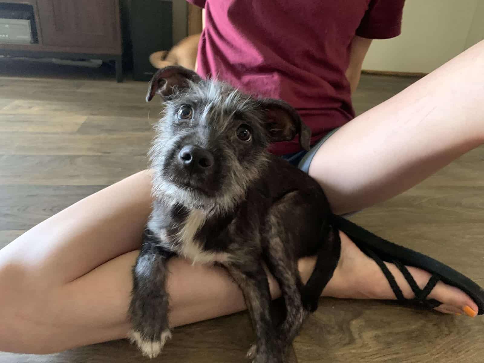 Rescue Jacques - ADOPTED - New Hope Animal Rescue, Austin TX