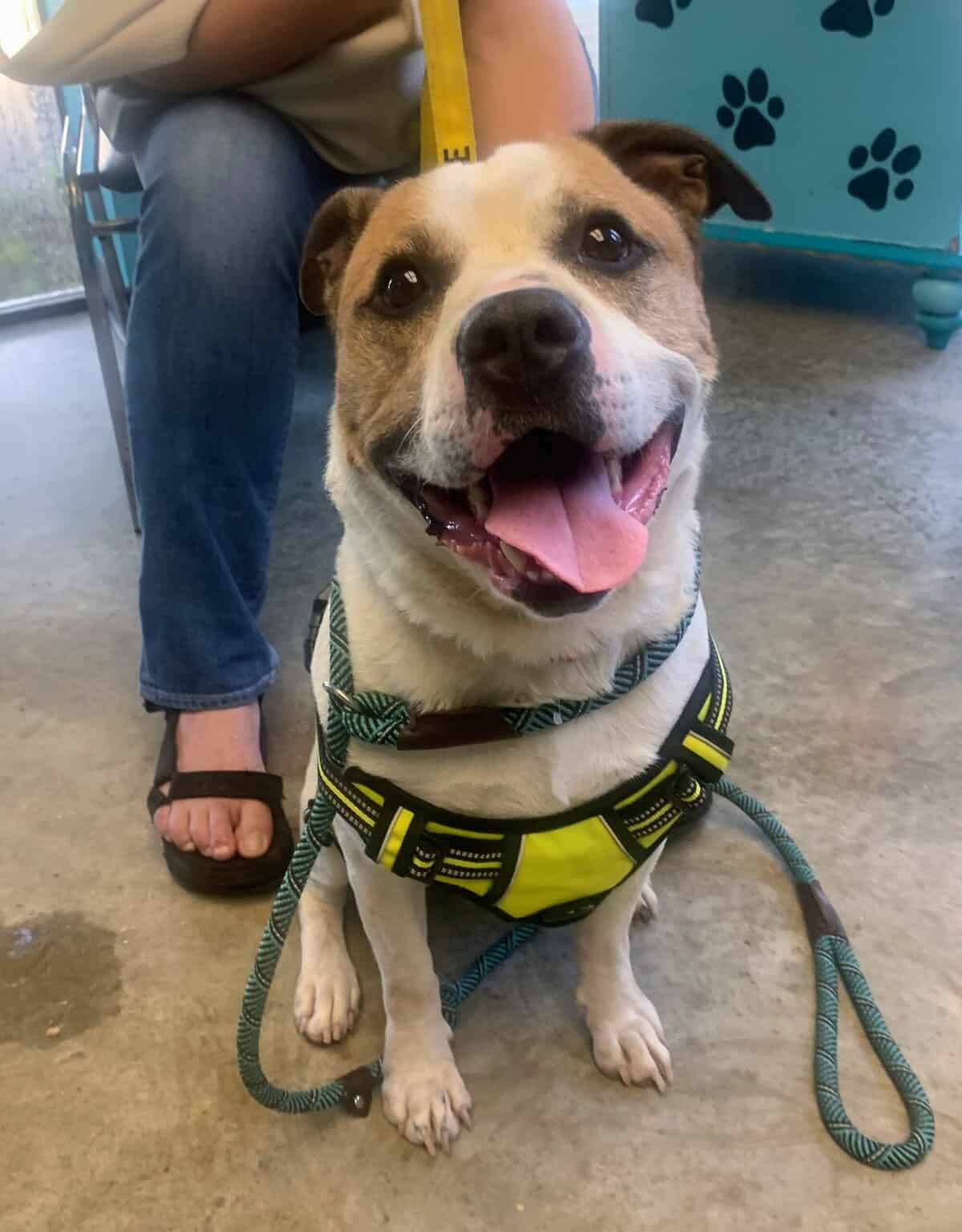 Rescue David - New Hope Animal Rescue, Austin TX